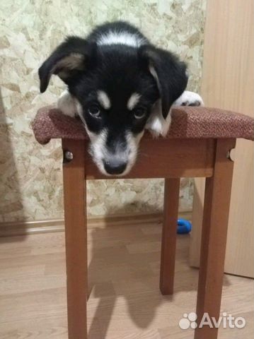 Отдам в добрые руки 2месяца девочка смесь немецкой