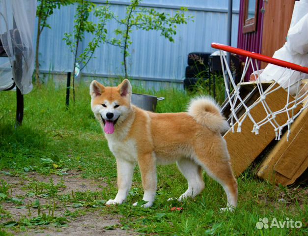 Настоящие японцы,щенки акита ину