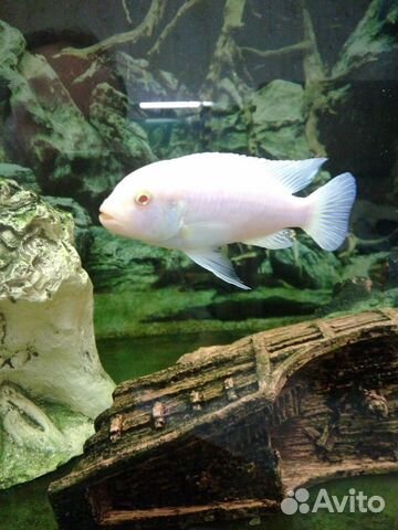 Самец снежный принц