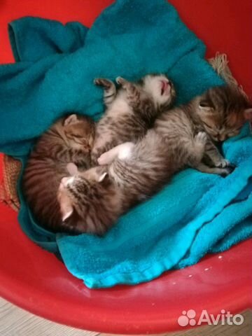Вислоухие котята даром