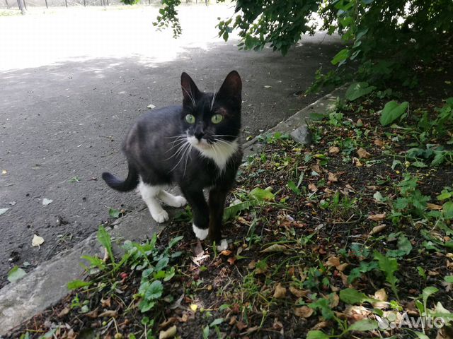 Кошка Алиса