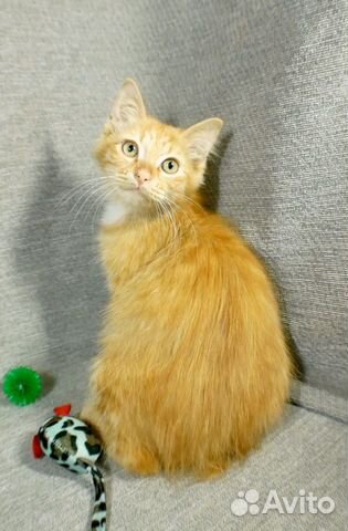 Котенок в надежные руки
