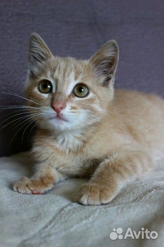 Котенок Симба, мальчик 3 месяца