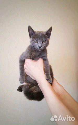 Русская голубая