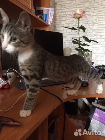 Отдам котенка Стёпка 4 мес