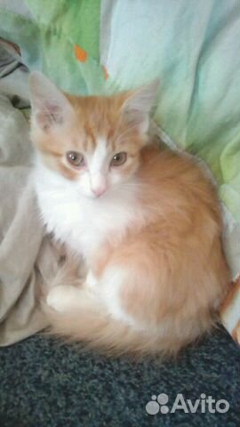Котёнок в дар в добрые руки