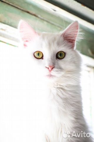 Белый кот в добрые руки