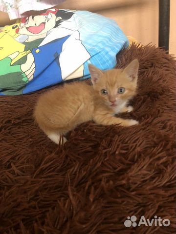 Отдаём Котёнка в добрые руки