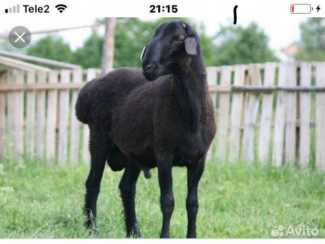 Баран курдючный