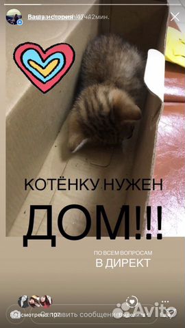 Котёнок
