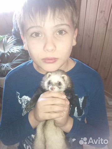 Продам хорька девочка зовут Дуся возраст 2 года не
