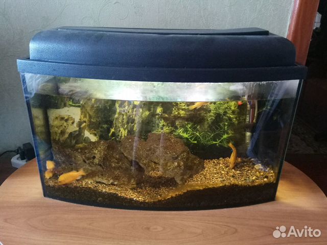 Аквариум с рыбками елоу