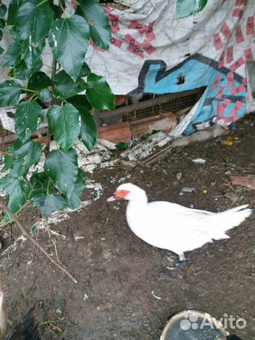 Продаю взрослых индоуток