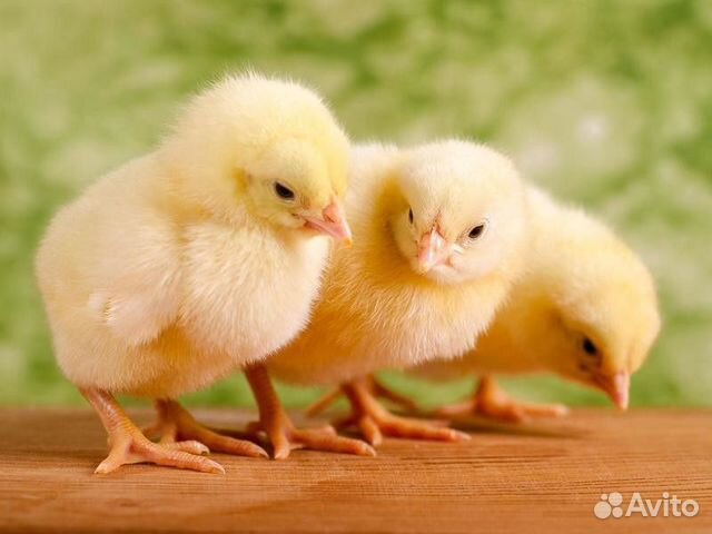 Цыплята бройлера "Арбор Айкрес"