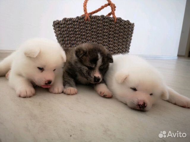 Щенки Акиты ину