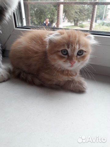 Котенок