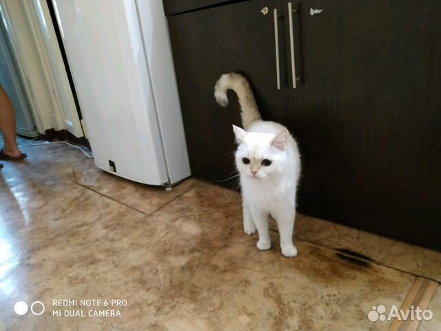 Британская кошка