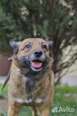 Чудесная Плюшка - добрый коротколапик