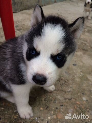 Хаски щенки