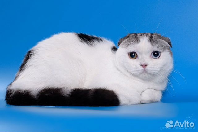 Эффектная шотландка