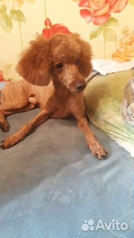 Карликовый пудель