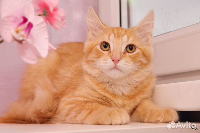 Котенок Эрик