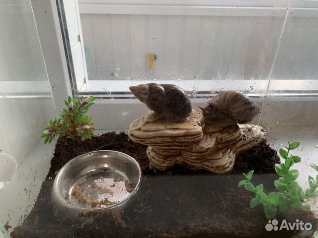 Ахатинские Улитки 2шт