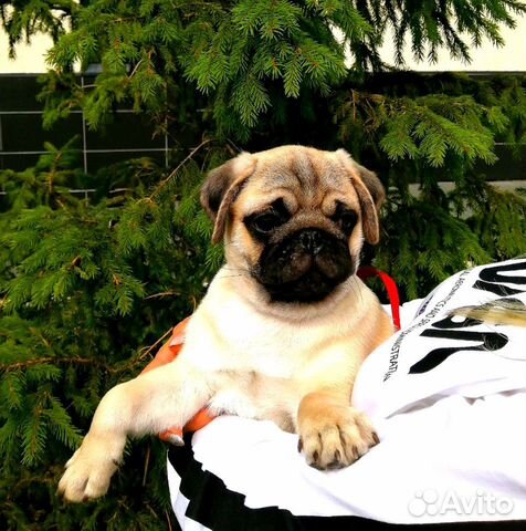 Щенки мопса