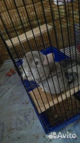 Продам шиншиллу с клеткой