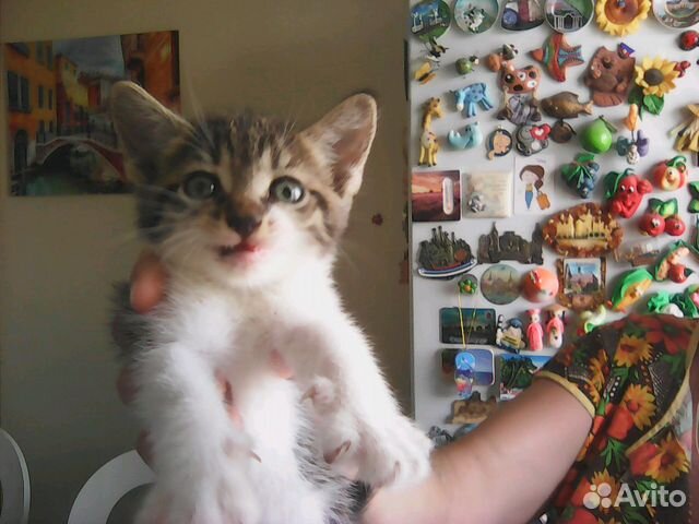 Кошечка-котеночек малюсенькая Бонечка