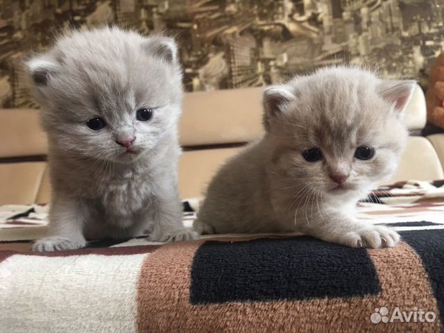 Котята «британцы»