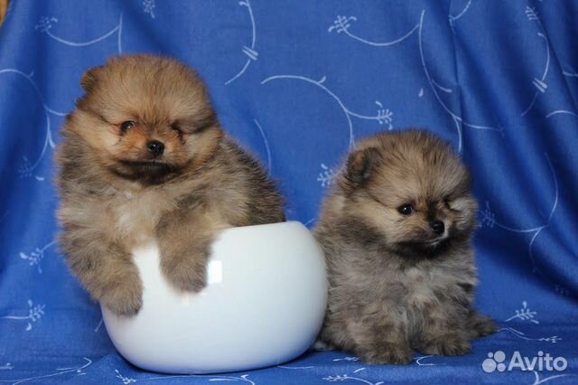 Медвежатки мини