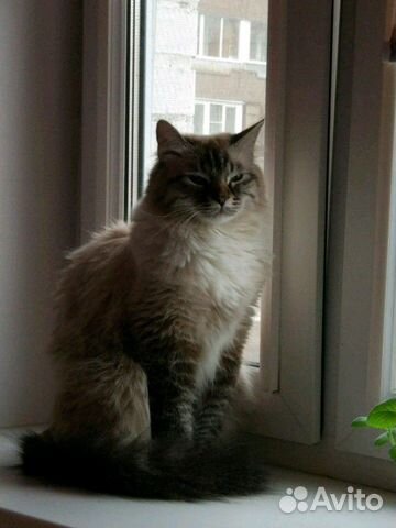 Невские маскарадные котята