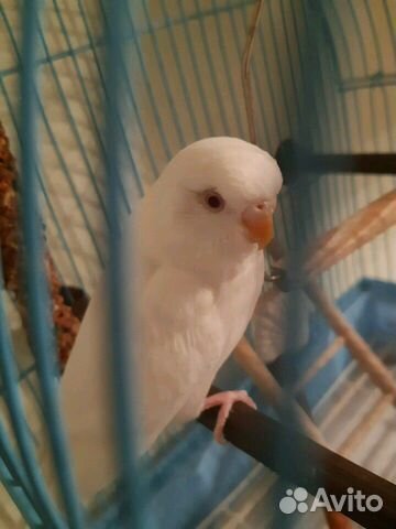 Попугай волнистый