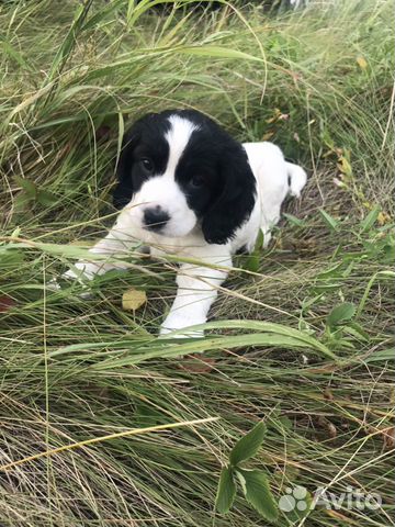 Щенок кокер спаниель