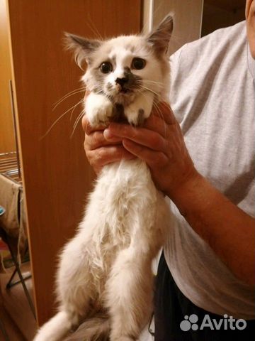 Котенок