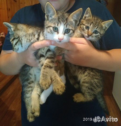 Отдадим котят в хорошие руки Бесплатно. Две девочк