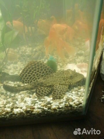 Сом обмен на золотых или растения