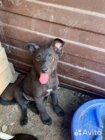 Смородинка ждёт хозяина