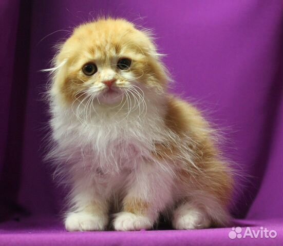 Рыжик породы Хайленд фолд