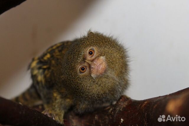 Карликовая обезьянка