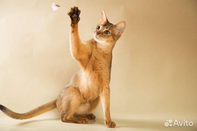 Отдам кошку абиссинской породы
