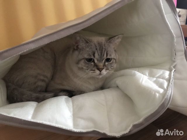 Отдаю бесплатно шотландца