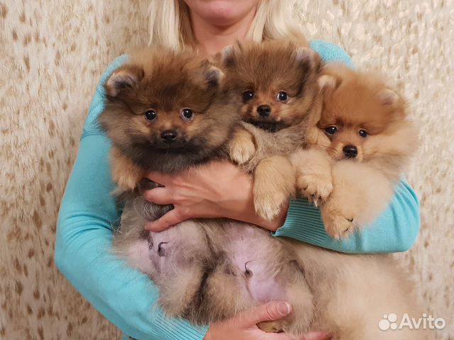 Померанский шпиц