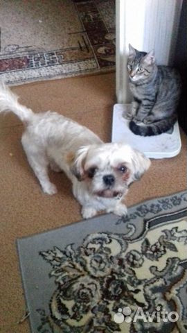 Отдам даром собаку