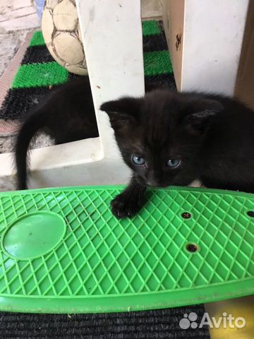 Котята