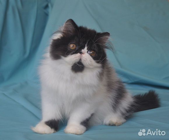 Персидская кошечка