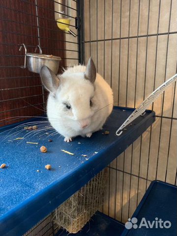 Шиншиллы (Семья)