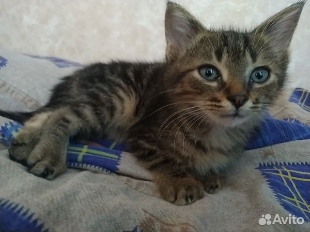 Я милый малыш, ищу дом