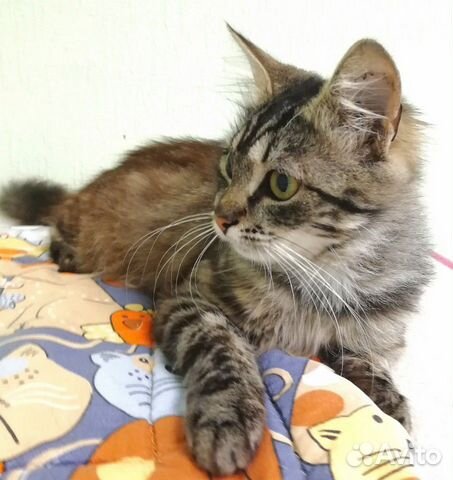 Малышка Ляля в добрые руки